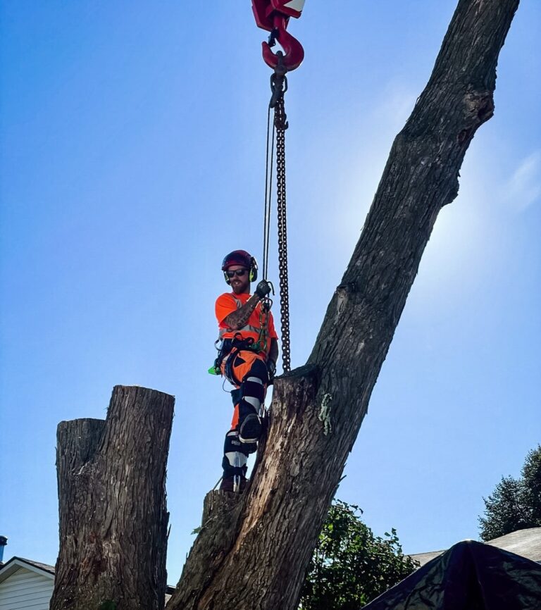 Ottawa Tree Removal & Cutting Service | VS Tree